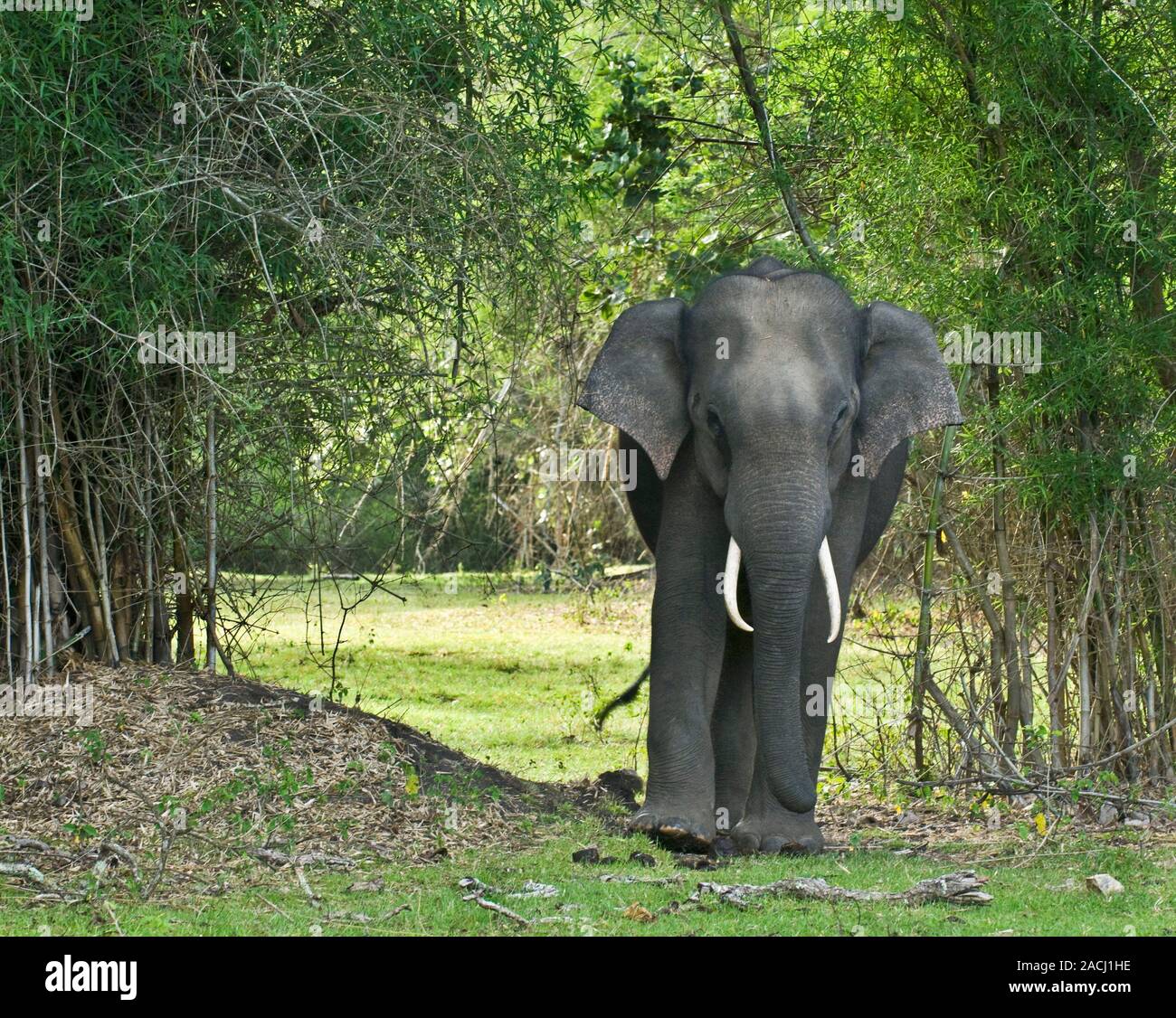 Asian elephant (Elephas maximus) amongst trees Stock Photo - Alamy
