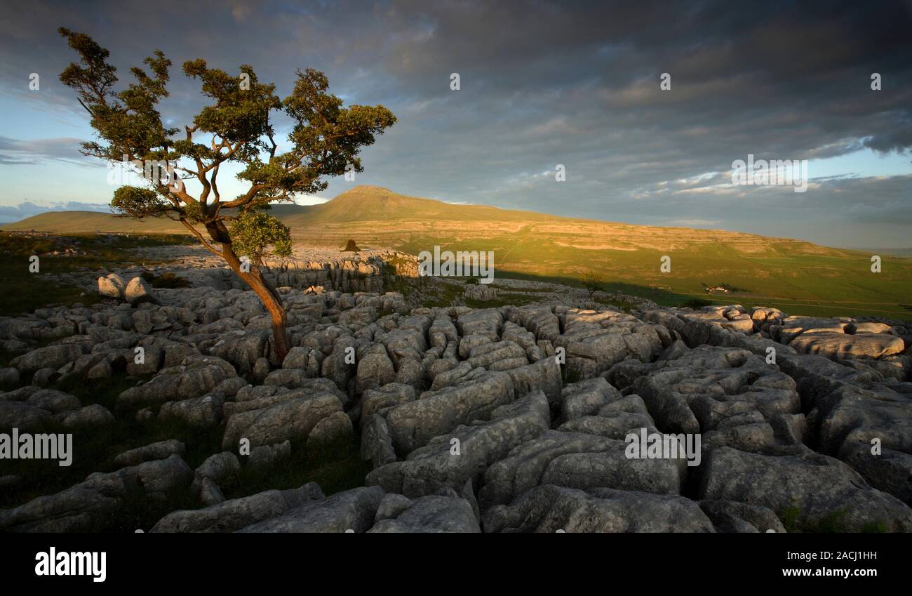 Limestone pavement. Lone tree growing out of a limestone pavement ...