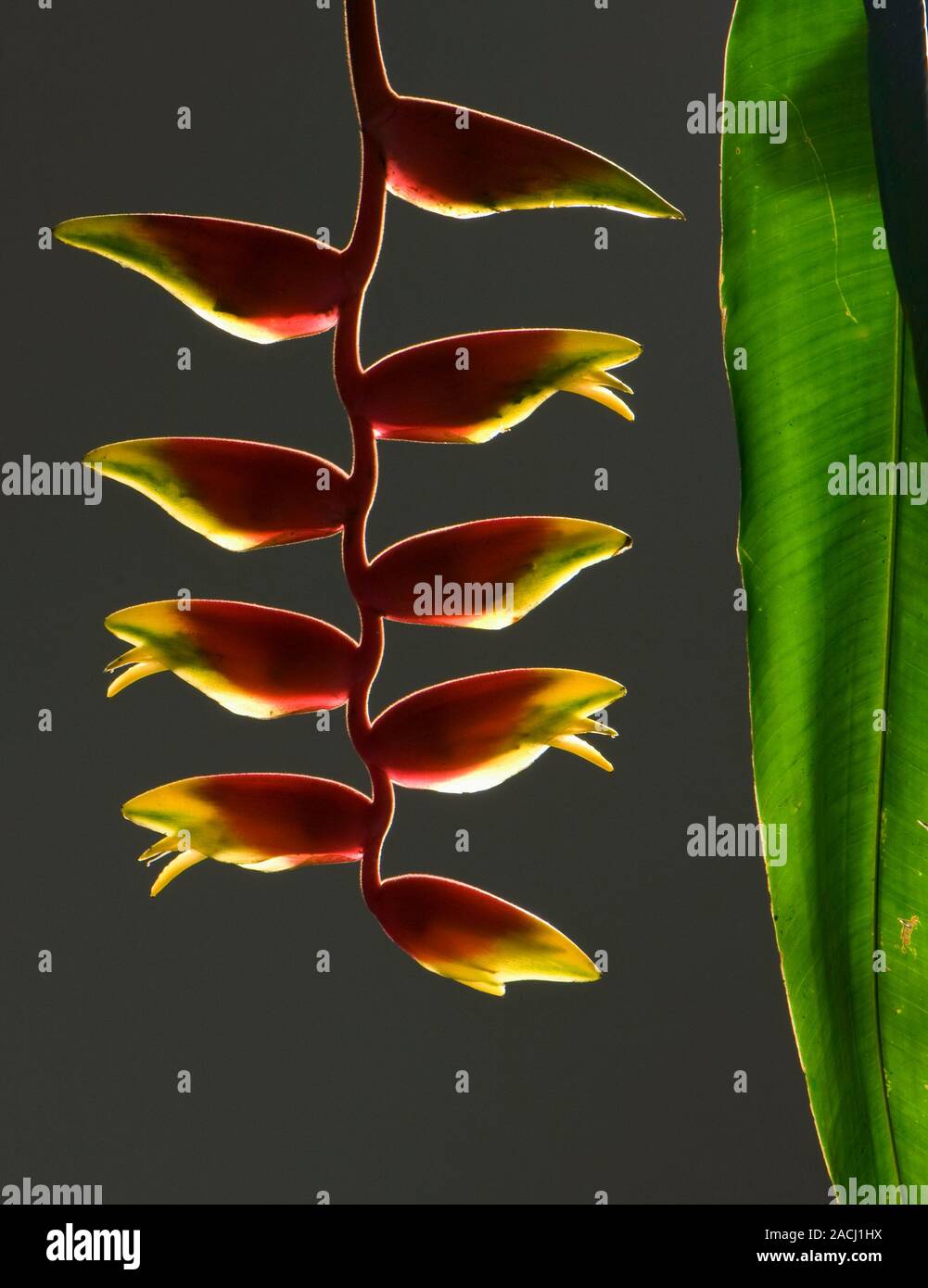 False bird-of-paradise (Heliconia rostrata) flowers Stock Photo - Alamy