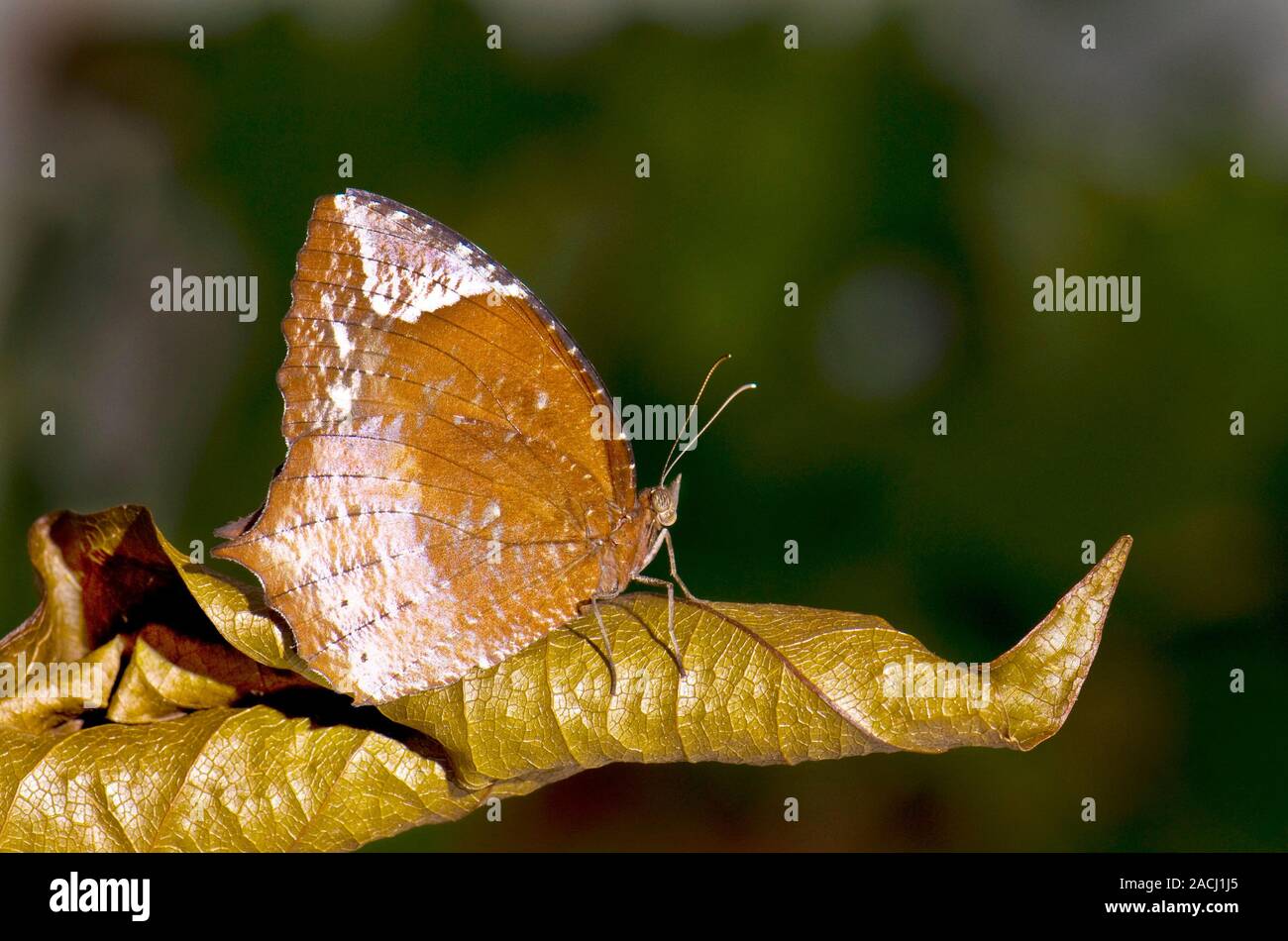 Common palmfly (Elymnias hypermenstra) butterfly on a dead leaf Stock ...