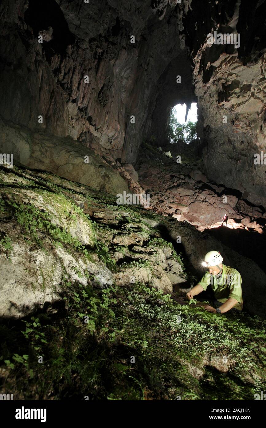 Cave vegetation. Cave explorer examining rare plants growing inside a ...