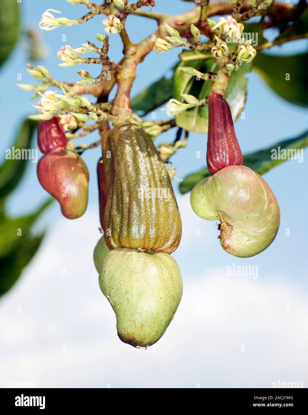 Cashew fruits. Three fruits of the cashew nut tree (Anacardium ...