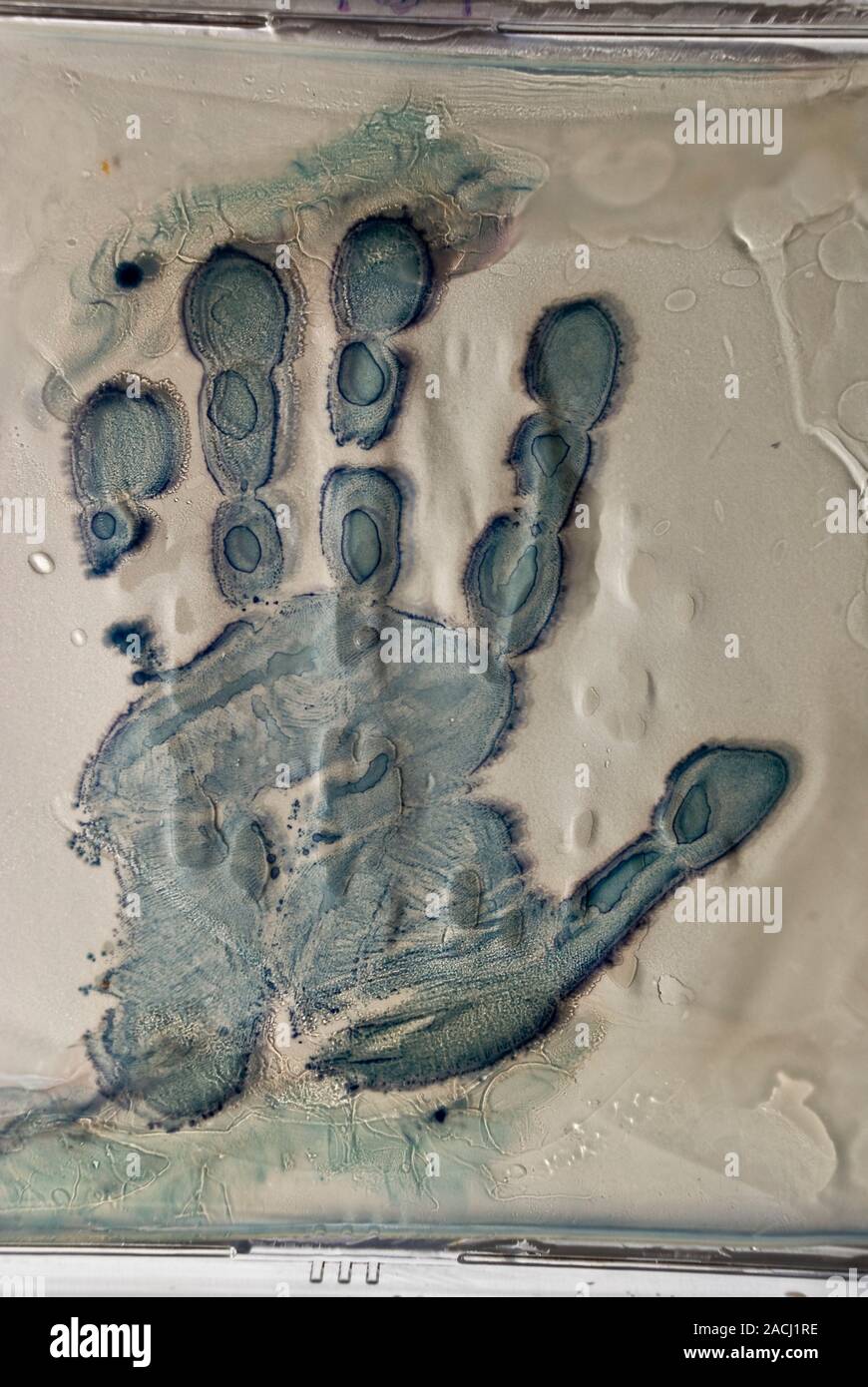 Microbial hand print. Human skin, and particularly the hands, have a ...