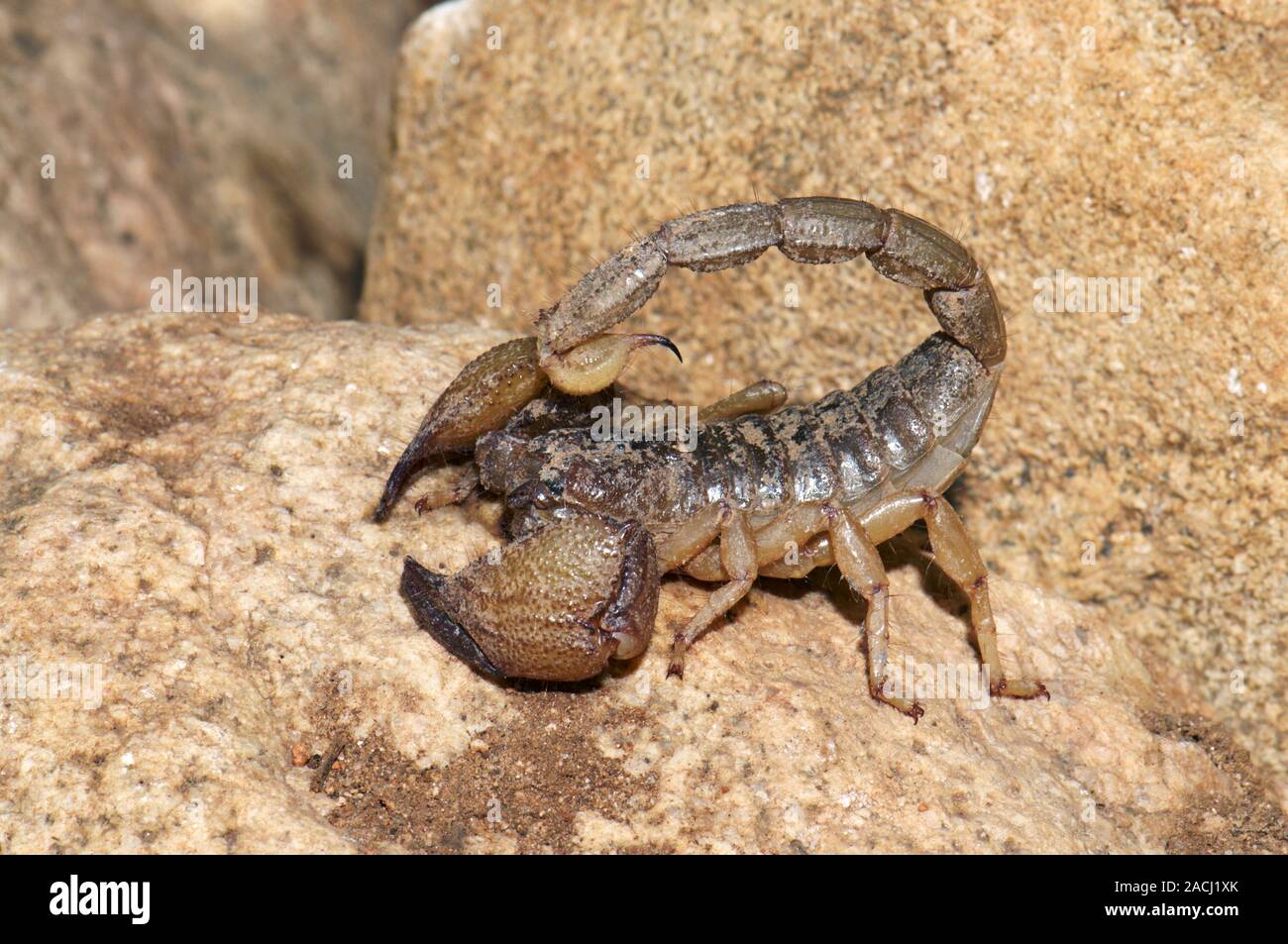 Worlds Largest Scorpion Ever Found