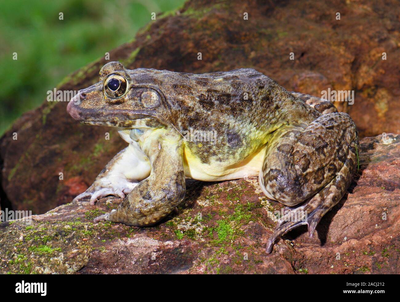 Bull frog (Rana tigrina Stock Photo - Alamy
