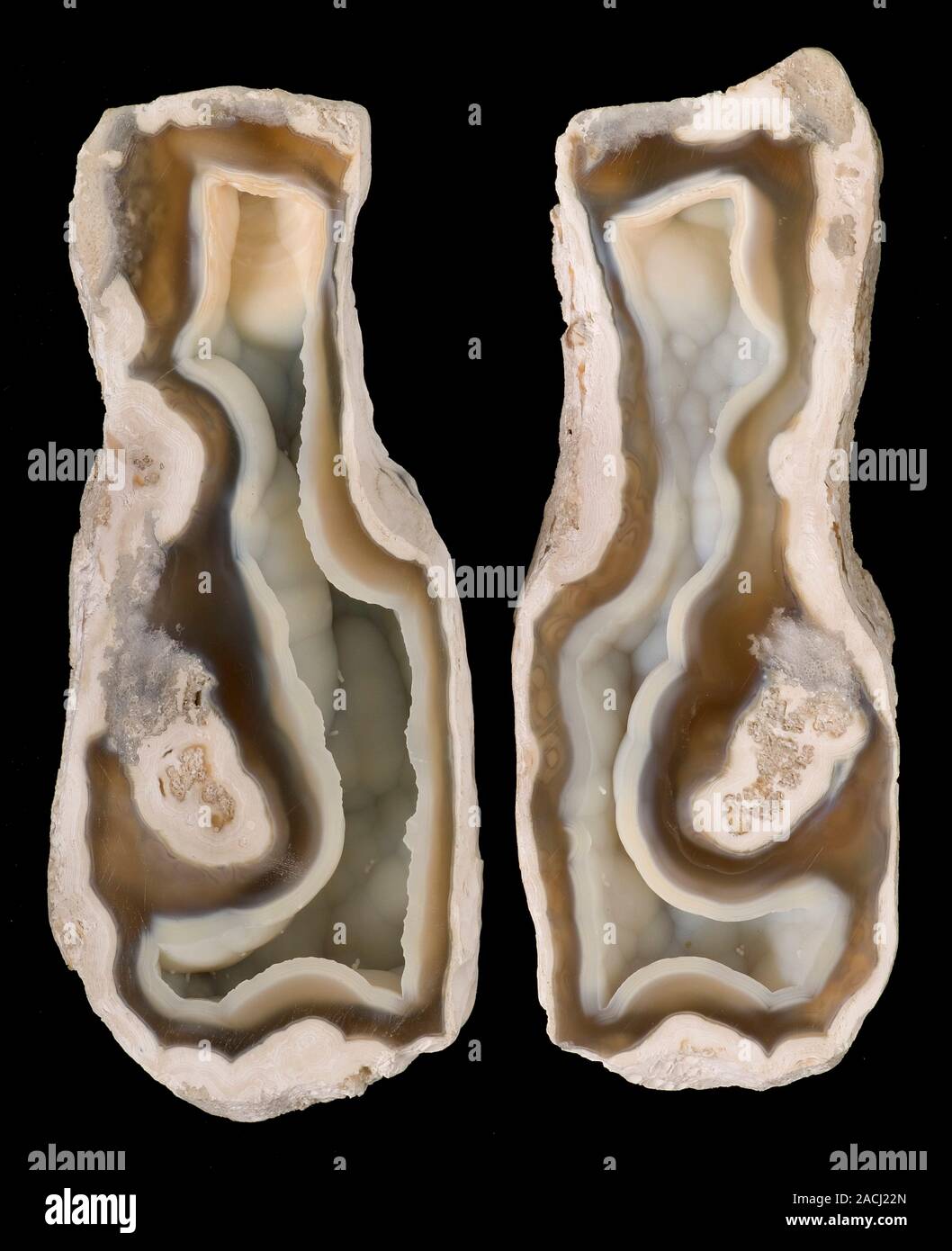 Agatised coral. Agate is an aggregate of different forms of silica ...