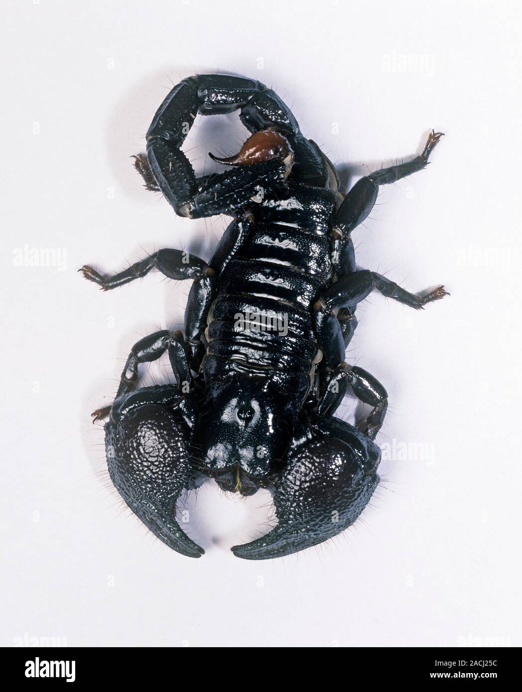 Scorpion (order Scorpiones Stock Photo - Alamy