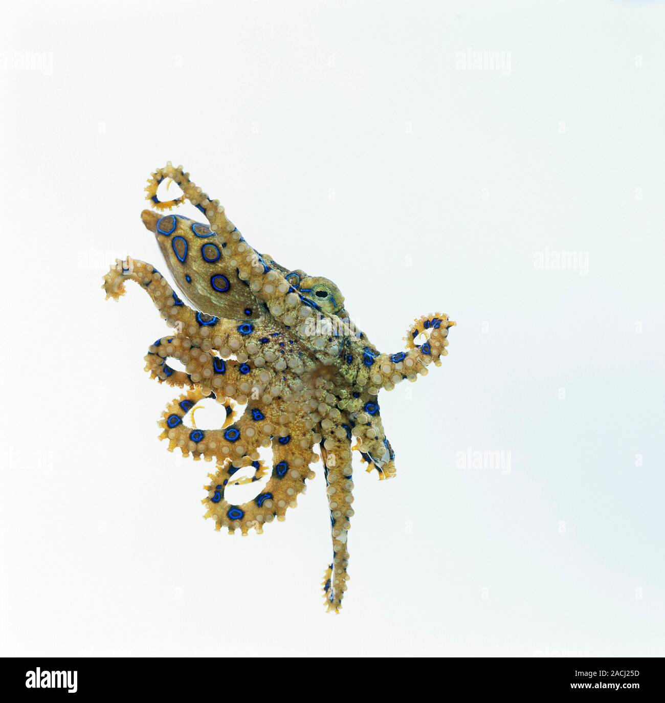 Blue-ringed octopus (Hapalochlaena sp.). This small octopus is found in ...