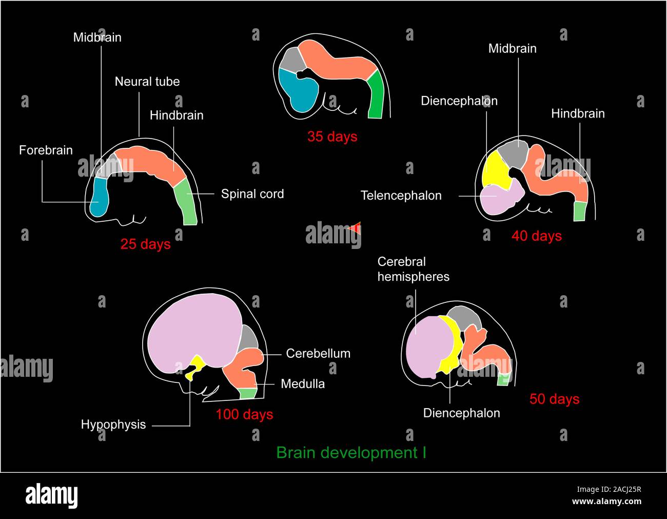 Foetal brain development, artwork. During the 4th week (25 days) the ...