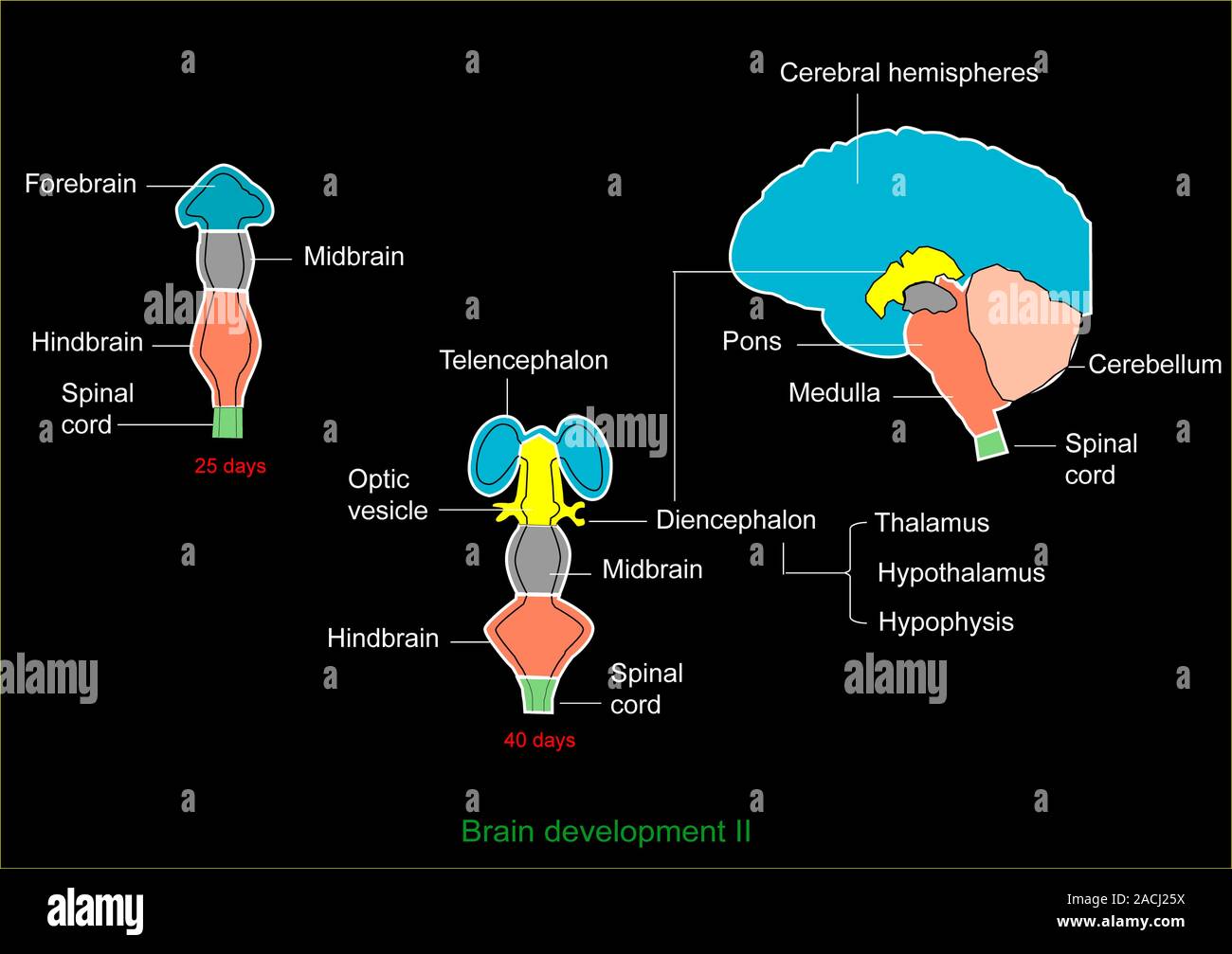 Foetal brain development, artwork. A fully developed brain is at right ...