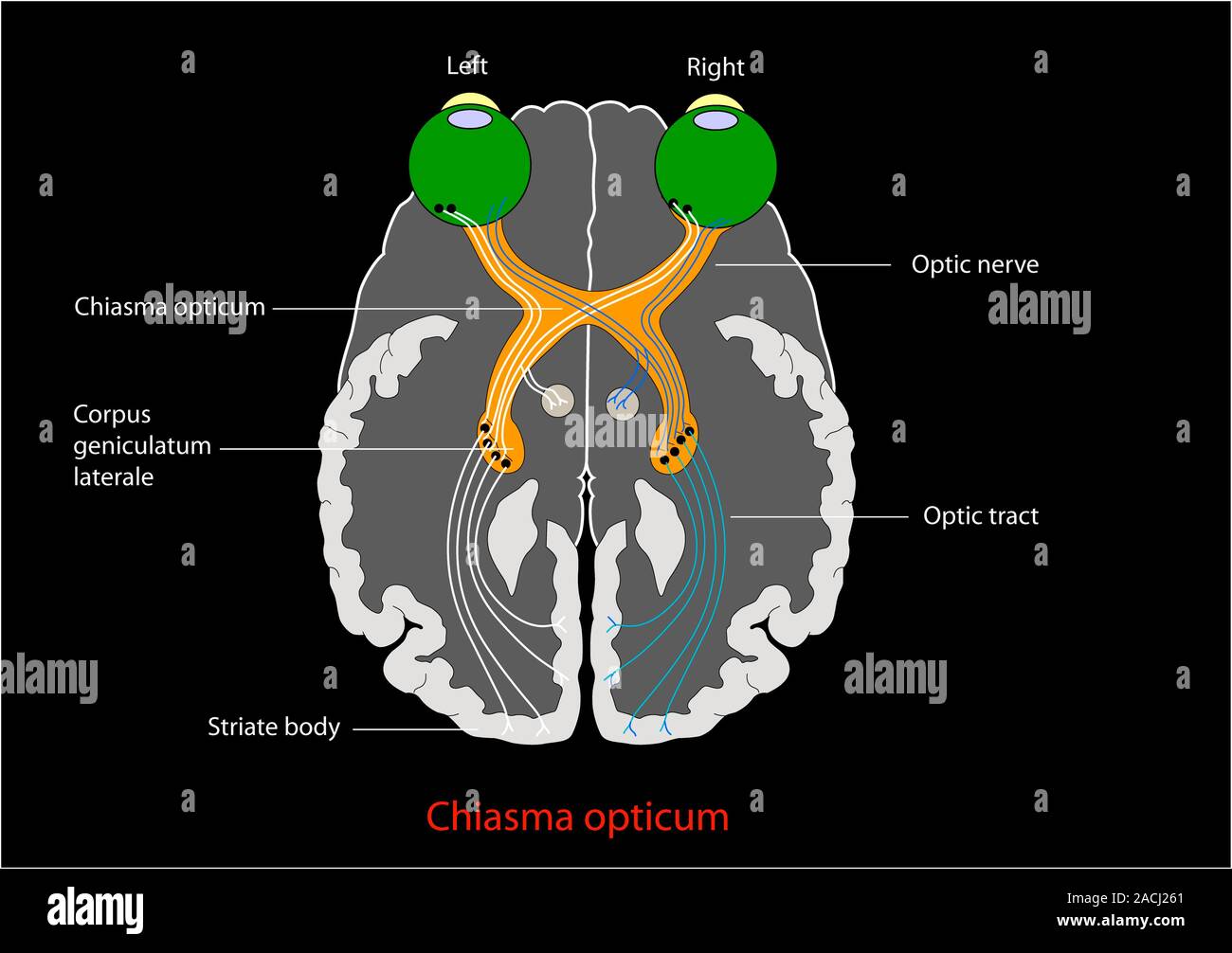 Visual pathways. Artwork of the visual pathways in the human brain. The ...