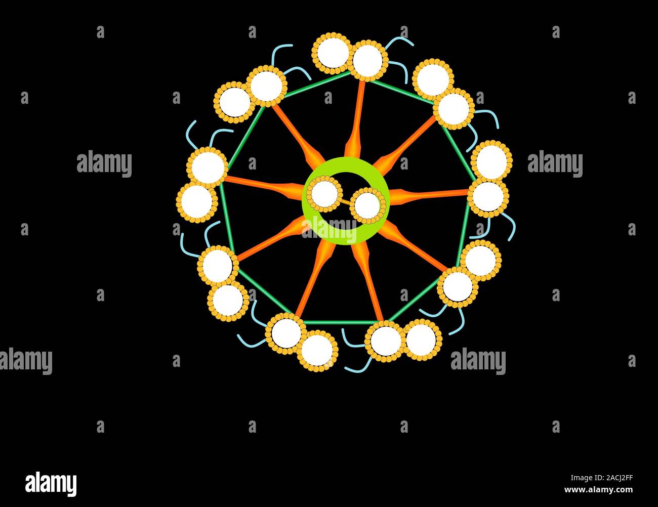 Cilium and flagellum structure, artwork. Cilia and flagella ...