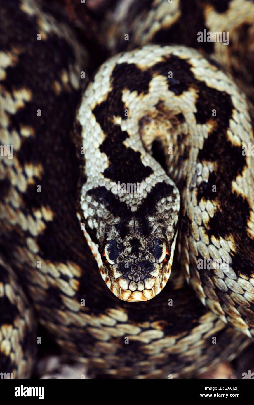 Common adder. Close-up of the head of a common adder (Vipera berus ...