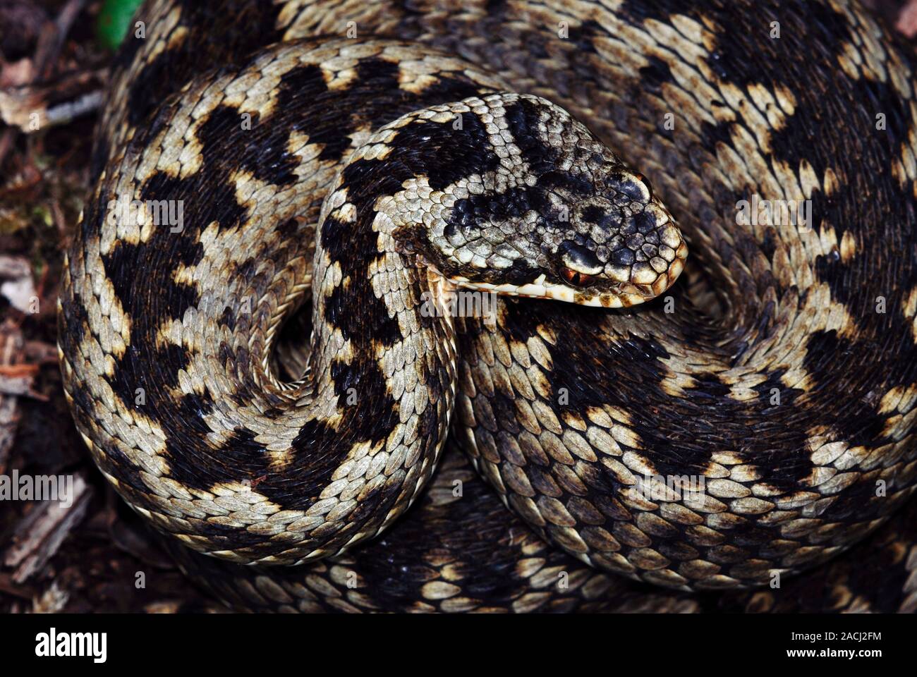 Common adder. Close-up of the head of a common adder (Vipera berus ...