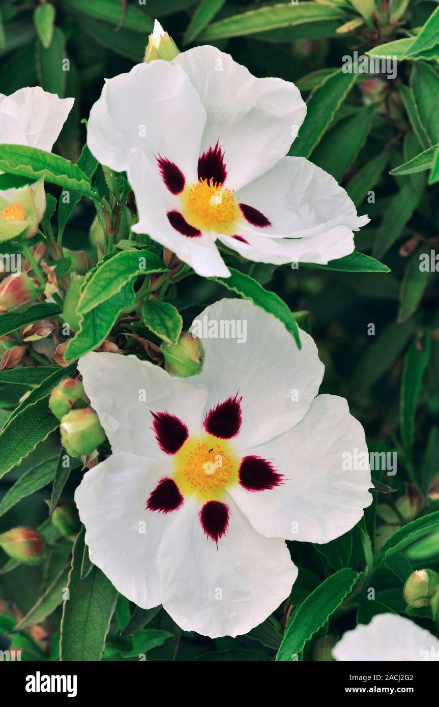 Rockrose (Cistus x purpureus 'Alan Fradd') flowers. Photographed in ...