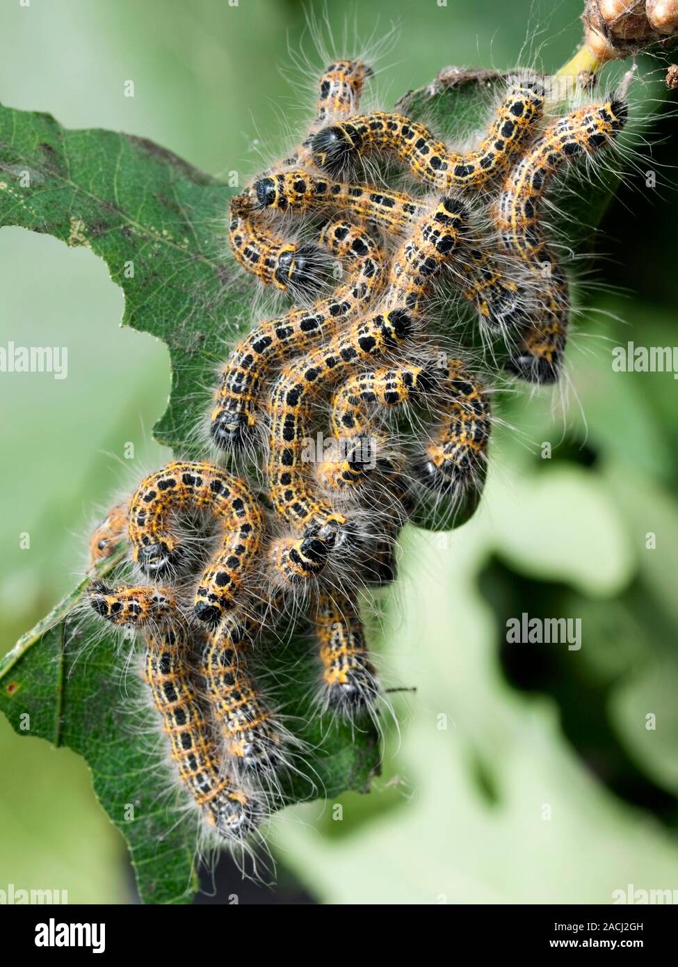 Buff-tip moth caterpillars. Close-up of the larvae of the buff-tip moth ...