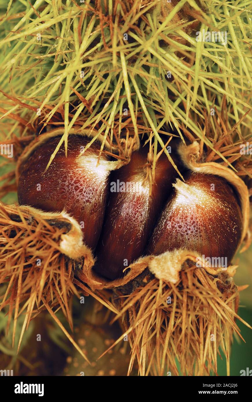 Sweet chestnuts. Ripening fruit of the sweet chestnut (Castanea sativa ...