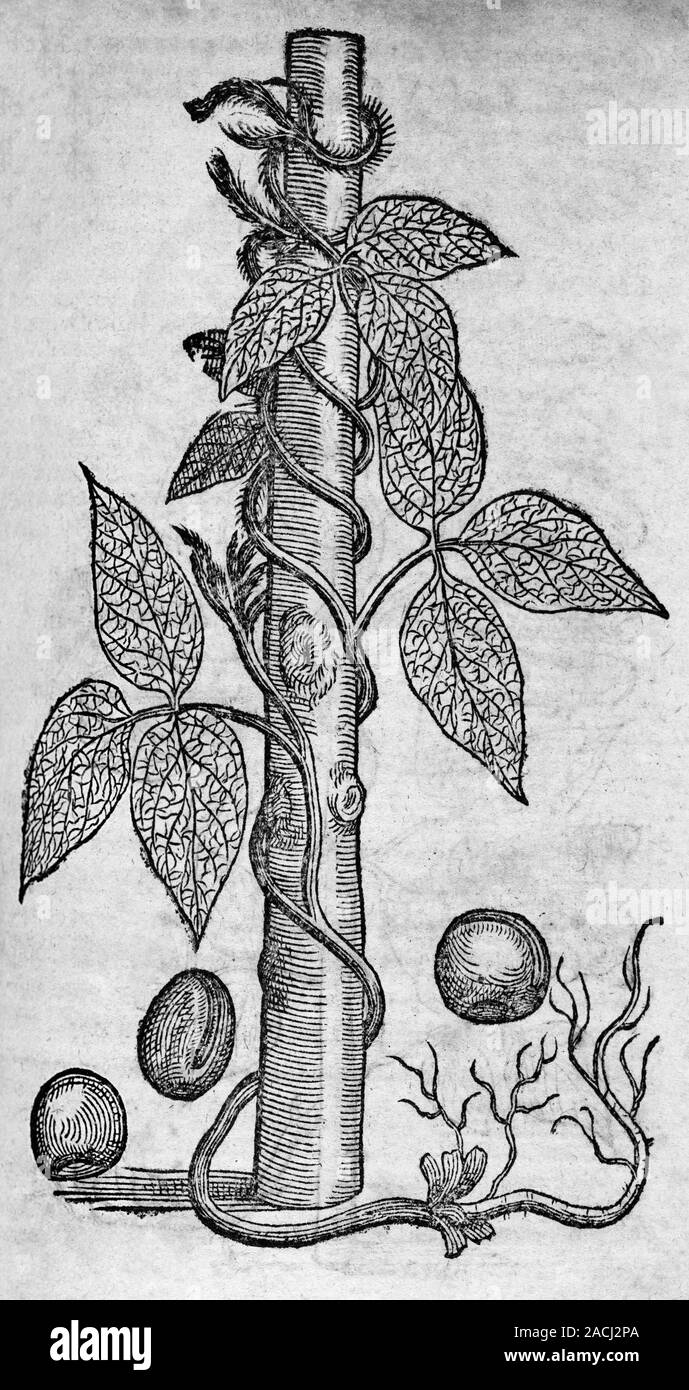 Red kidney bean. Woodcut illustration of a 'phaseolus Brasilianus', or ...
