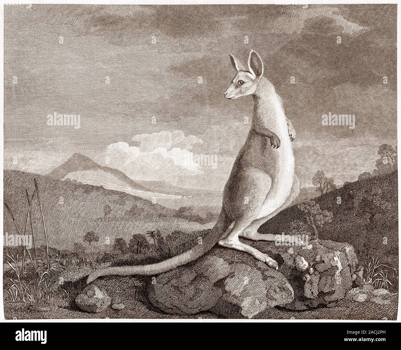 Kangaroo. Engraved plate showing a kangaroo standing on some rocks. The ...