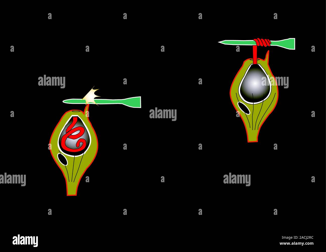 Volvent nematocyst Artwork of a nematocyst, or cnidocyst, before (left ...