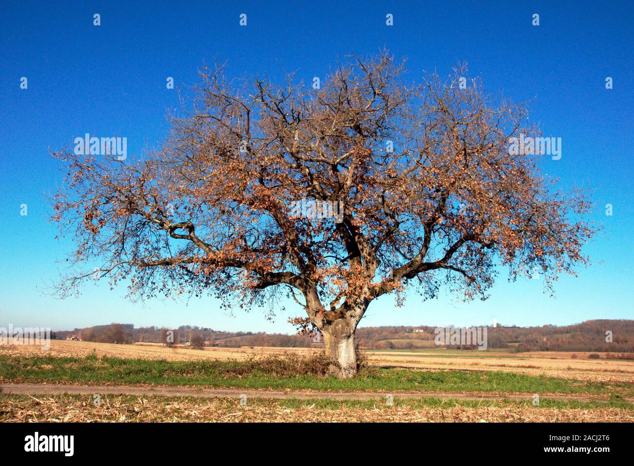 Oak (Quercus robur) tree in Winter Stock Photo - Alamy