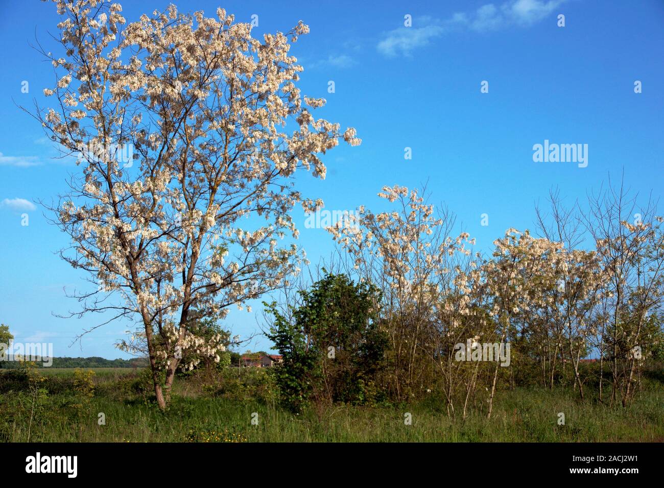 False Acacia (Robinia pseudoacacia) trees in Winter Stock Photo - Alamy