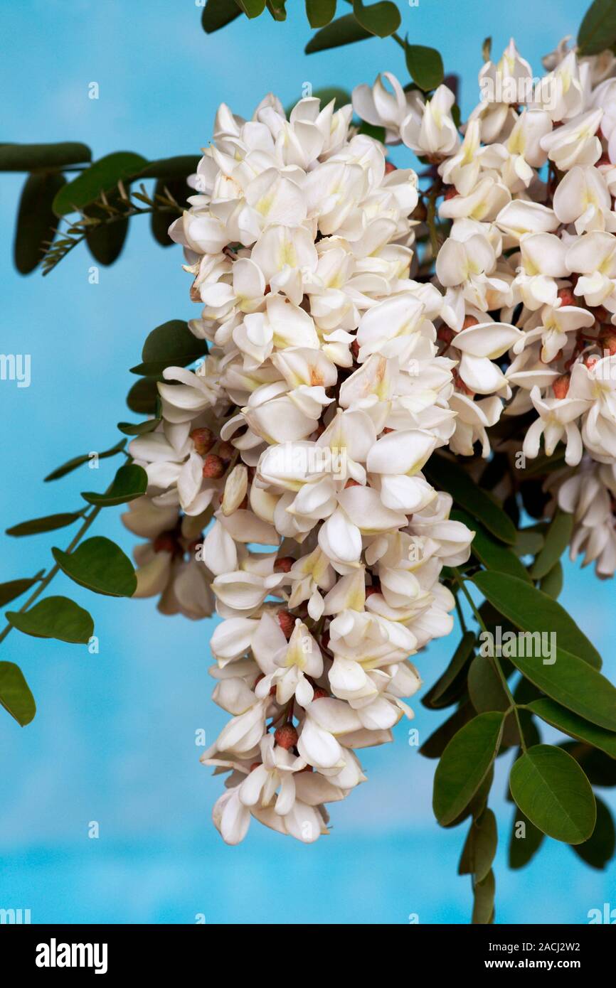 Black Locust (Robinia pseudoacacia) in flower Stock Photo - Alamy