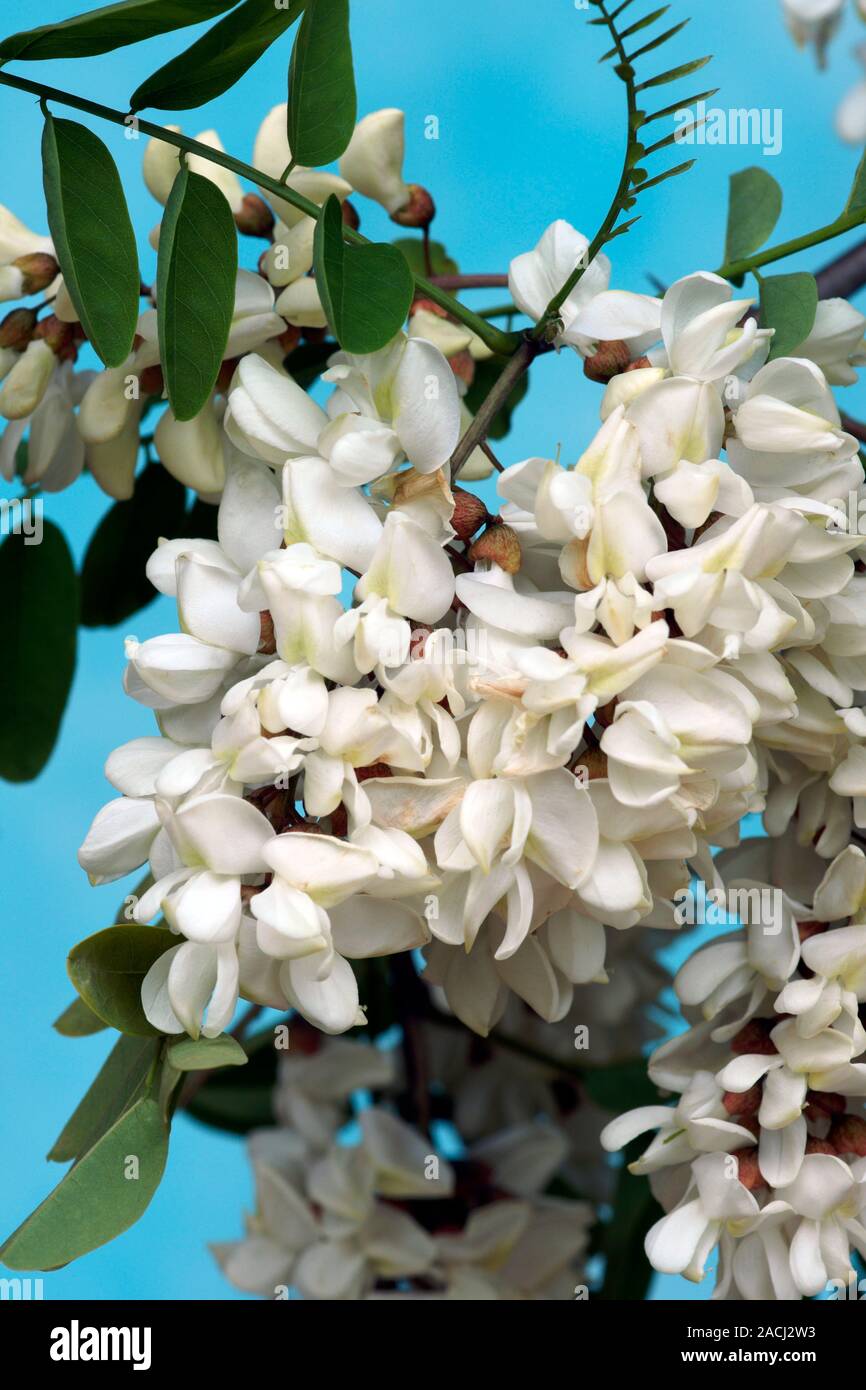Black Locust (Robinia pseudoacacia) in flower Stock Photo - Alamy