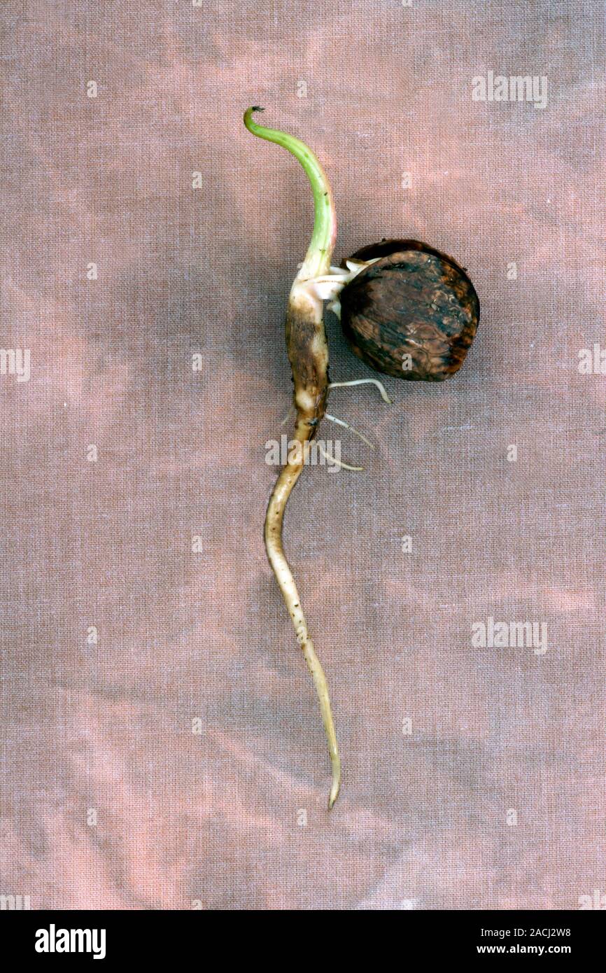 Walnut (Juglans regia) showing germination into seedling from nut Stock ...