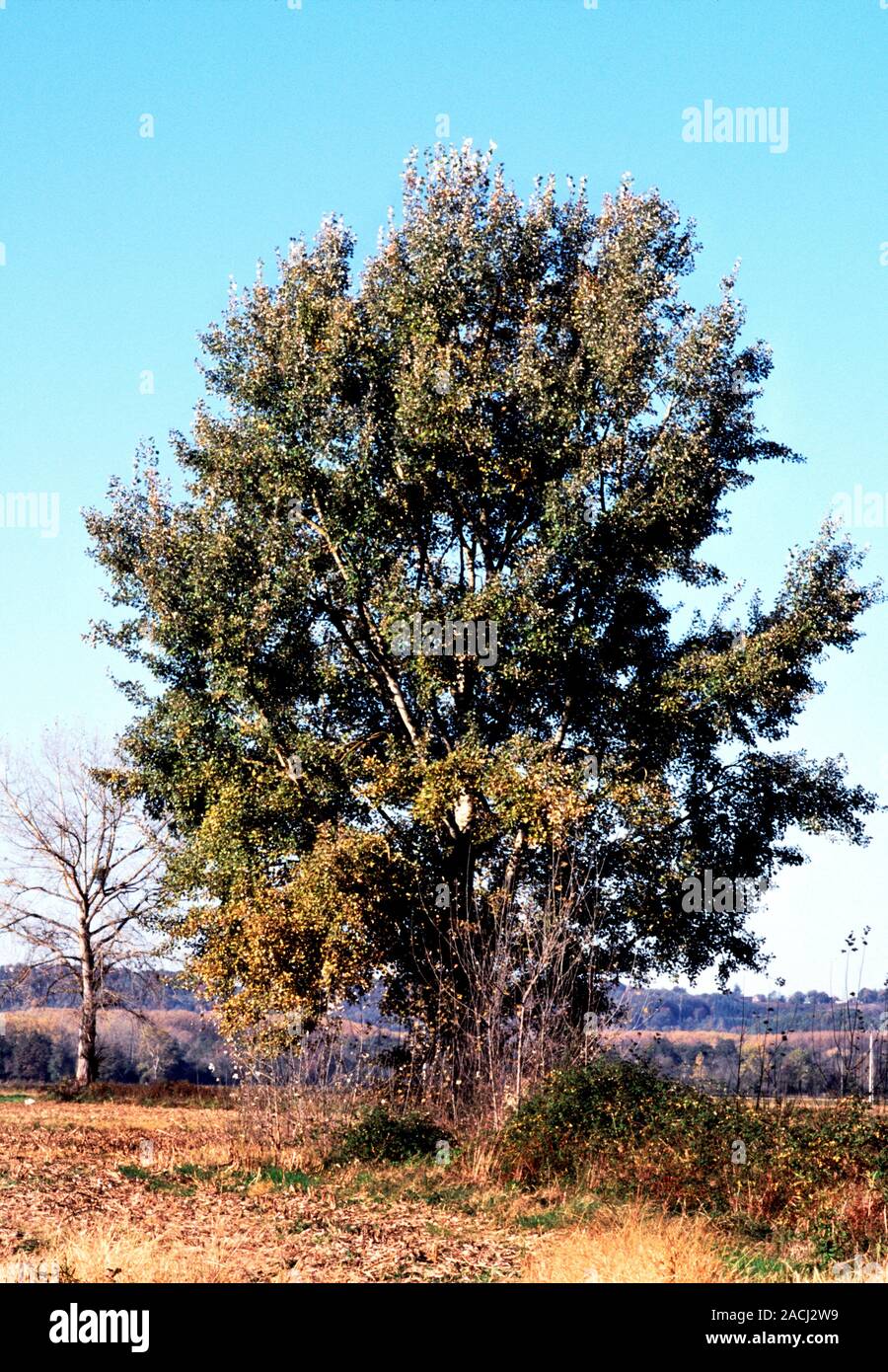 White Poplar (Populus alba) tree Stock Photo - Alamy