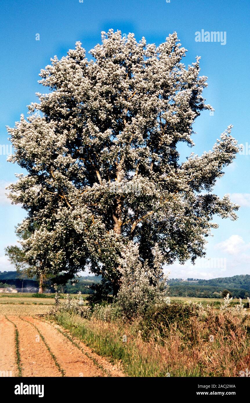 White Poplar (Populus alba) tree in Summer Stock Photo - Alamy