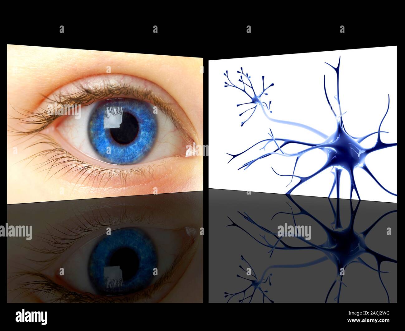 Mirror neuron, conceptual computer artwork. Nerve cell, or neuron, and ...