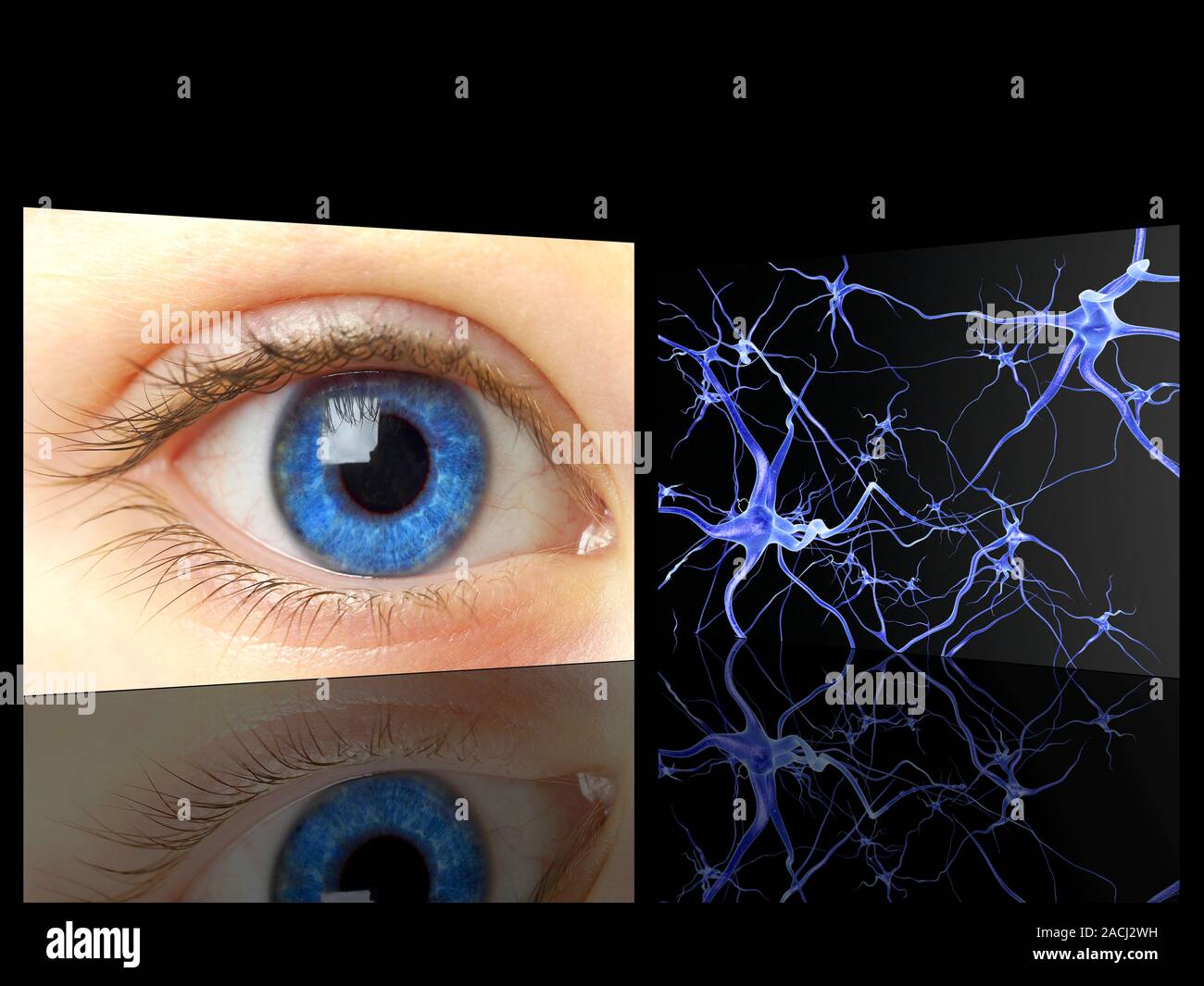 Mirror neurons, conceptual computer artwork. Nerve cells, or neurons ...