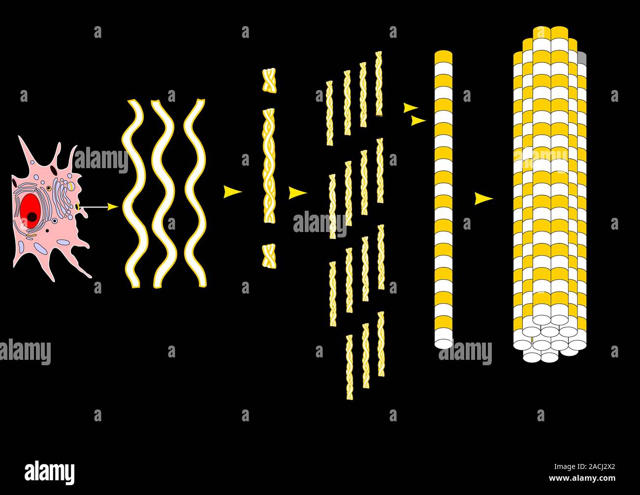 Collagen synthesis and assembly, artwork. At left is a fibroblast, the ...