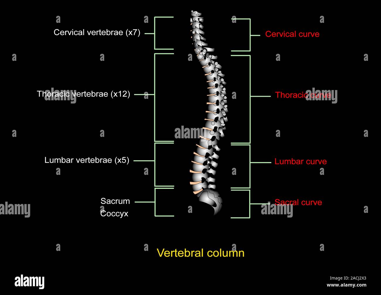 Human spine. Artwork of a healthy human spine. The spine is a column of ...