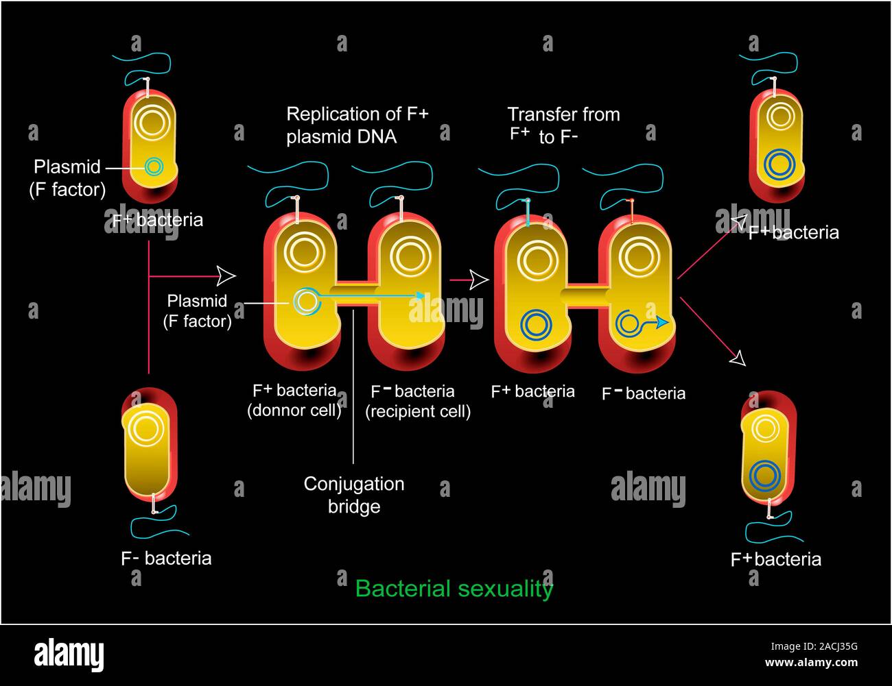 Bacterial conjugation. Artwork showing genetic material being ...