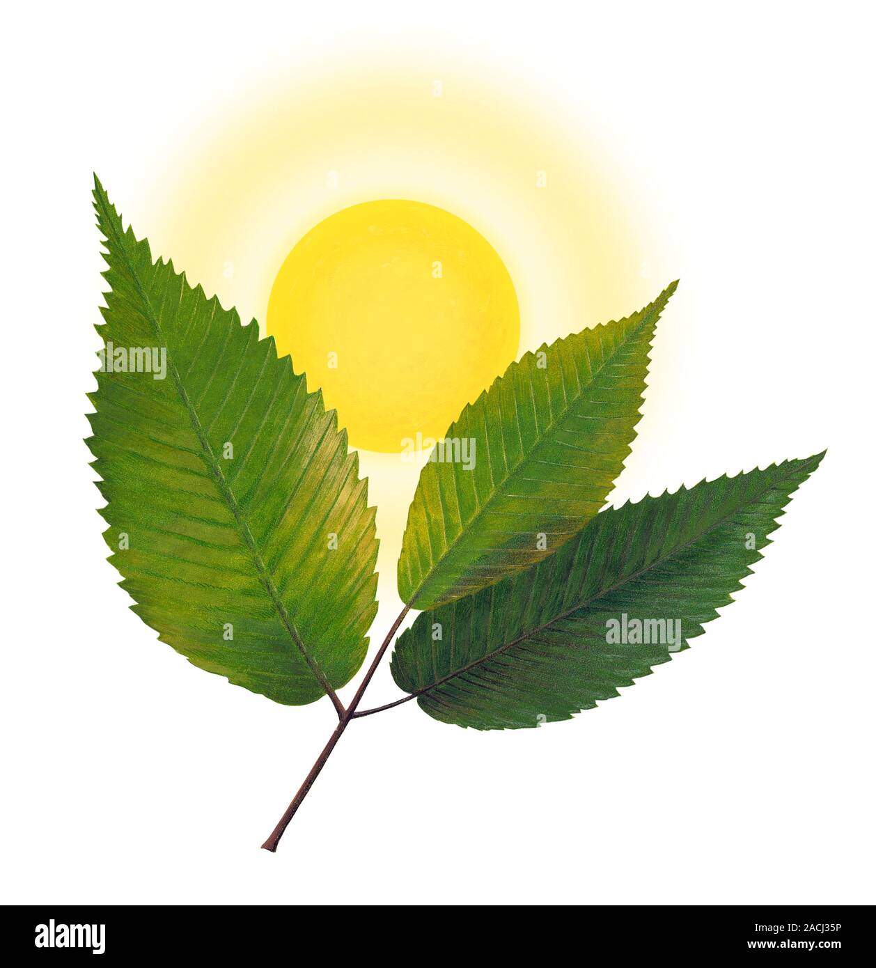 Photosynthesis, conceptual artwork. Three leafs and the sun, representing photosynthesis, the ...