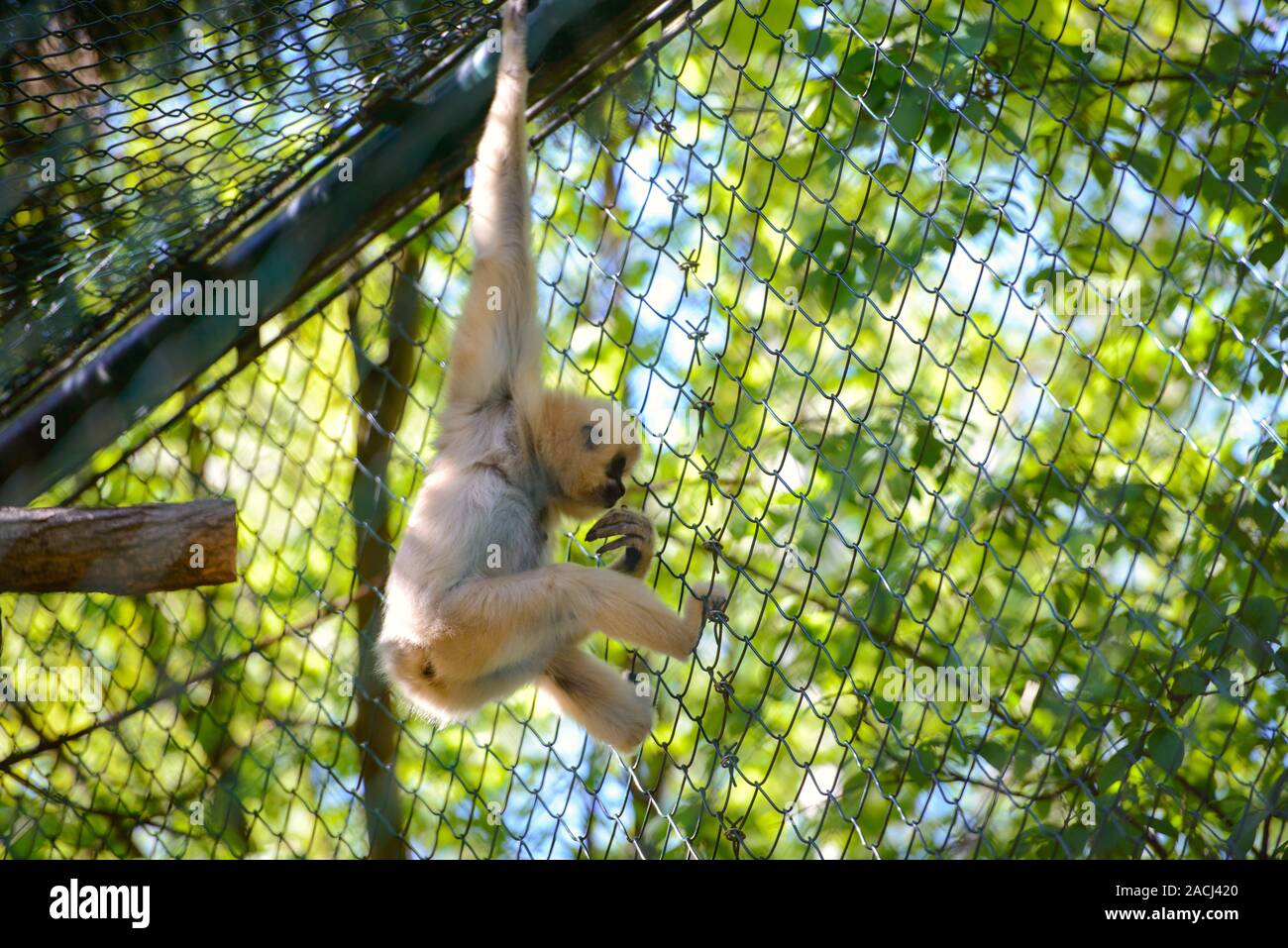 Young Chimpanzee Swinging and Jumping from a Tree Stock Photo - Alamy