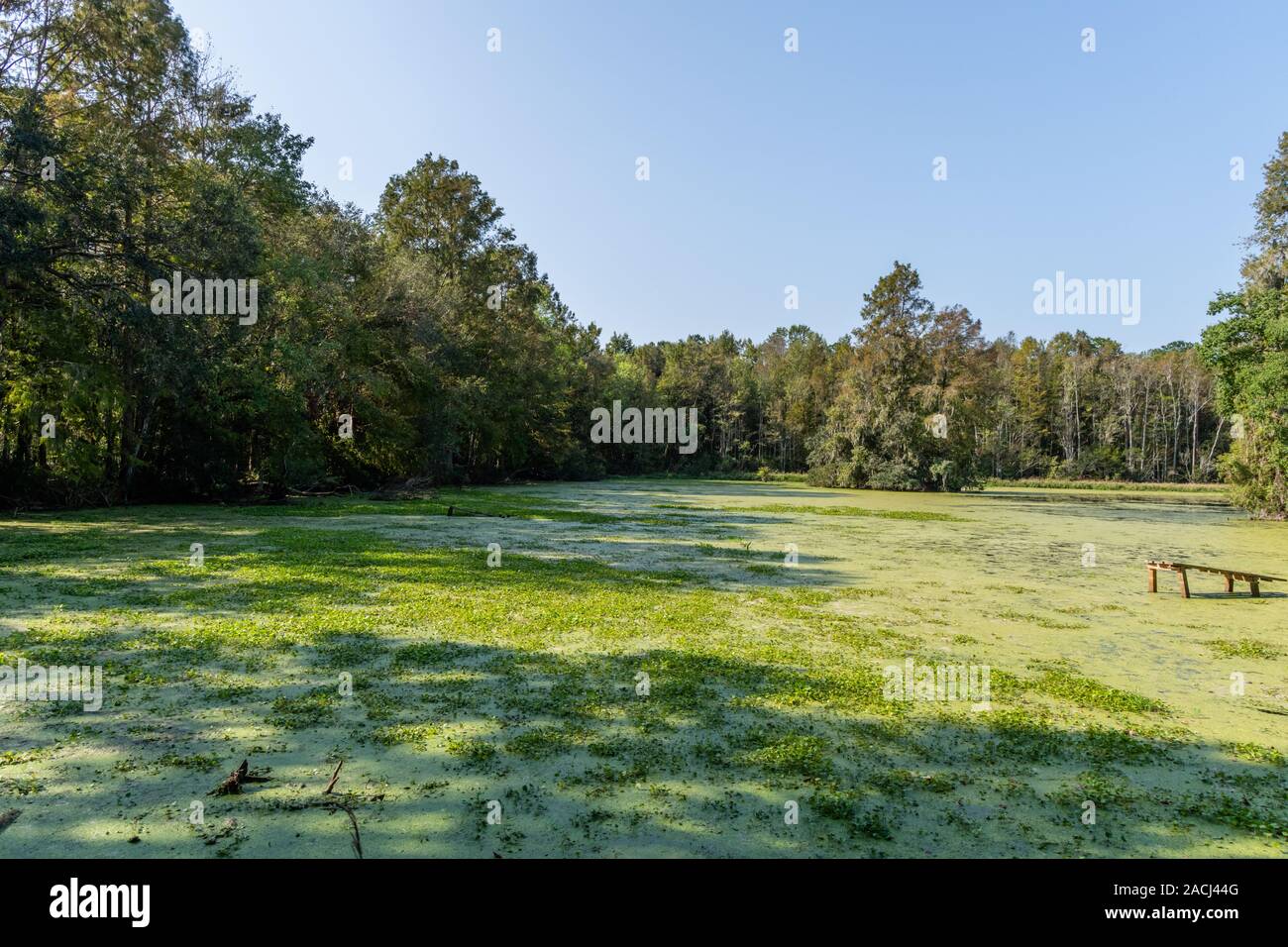 Scenic South Carolina swamp vista at a historic plantation near ...