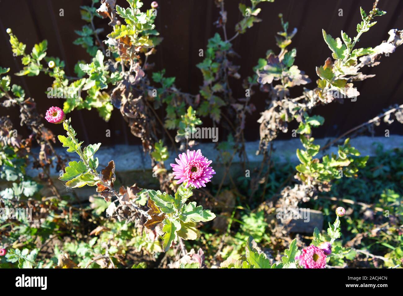 Large street bushes of chrysanthemums from the courtyard of the house ...