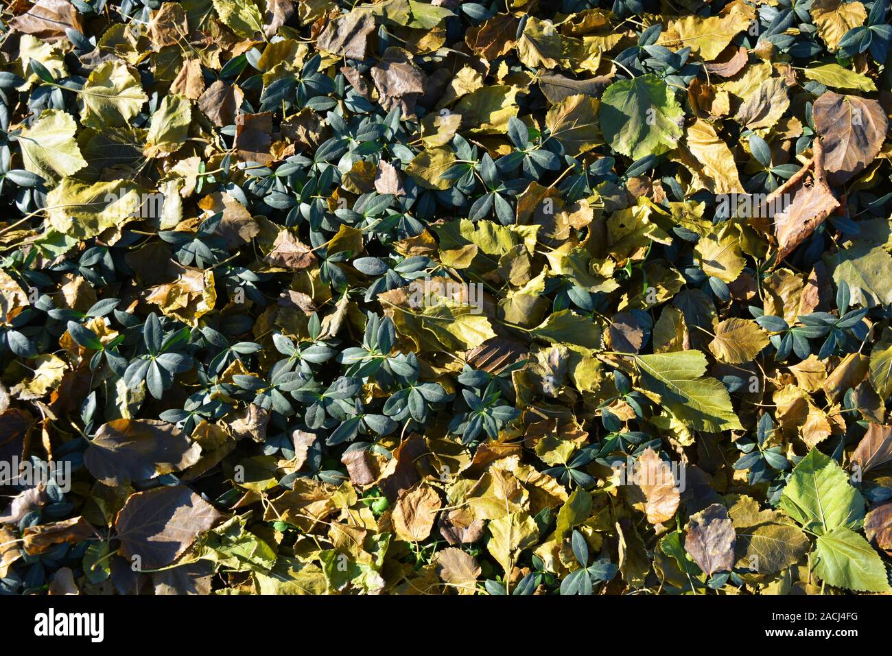 Ukrainian street family Apocynaceae flower, periwinkle, vinca with ...