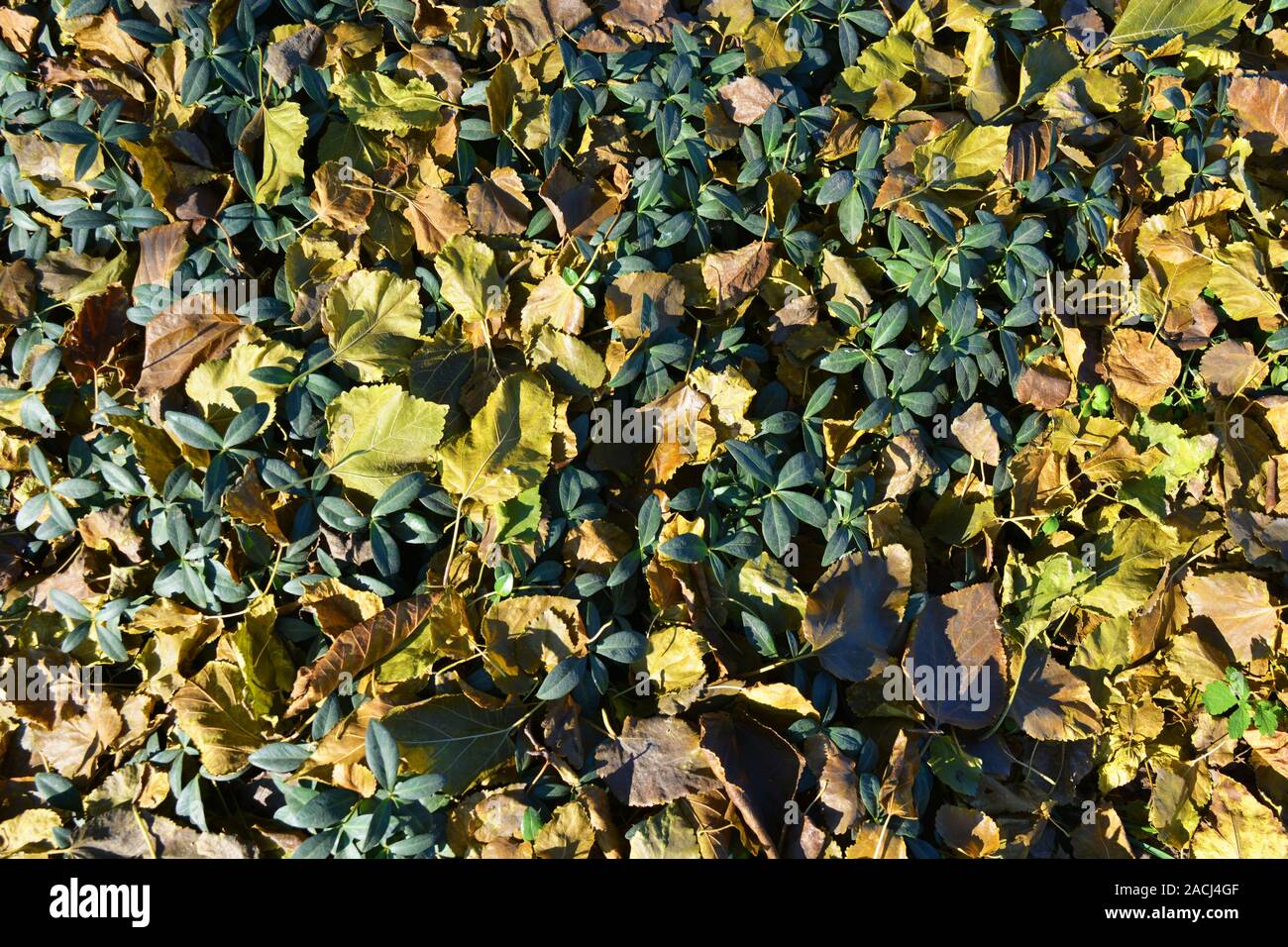 Ukrainian street family Apocynaceae flower, periwinkle, vinca with ...