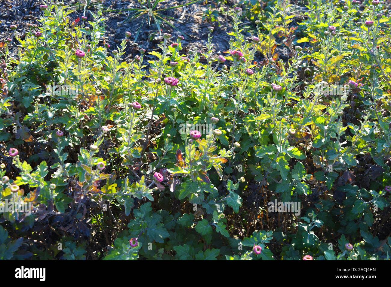 Large street bushes of chrysanthemums from the courtyard of the house ...