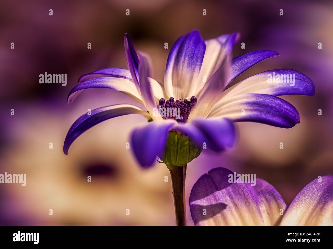 Image focus technique hi-res stock photography and images - Alamy