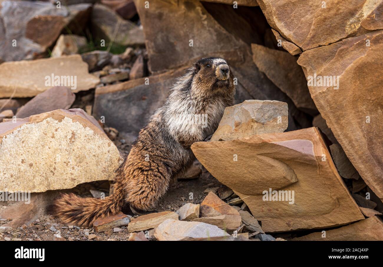 Squirrel in banff national park hi-res stock photography and images - Alamy