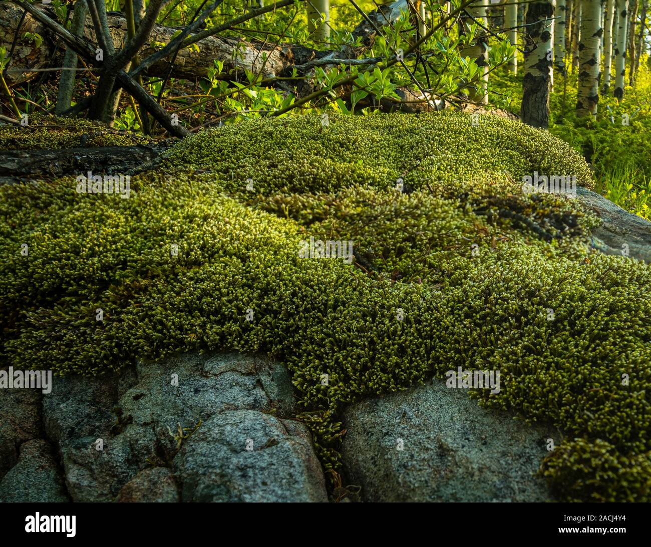 Canadian moss hi-res stock photography and images - Alamy