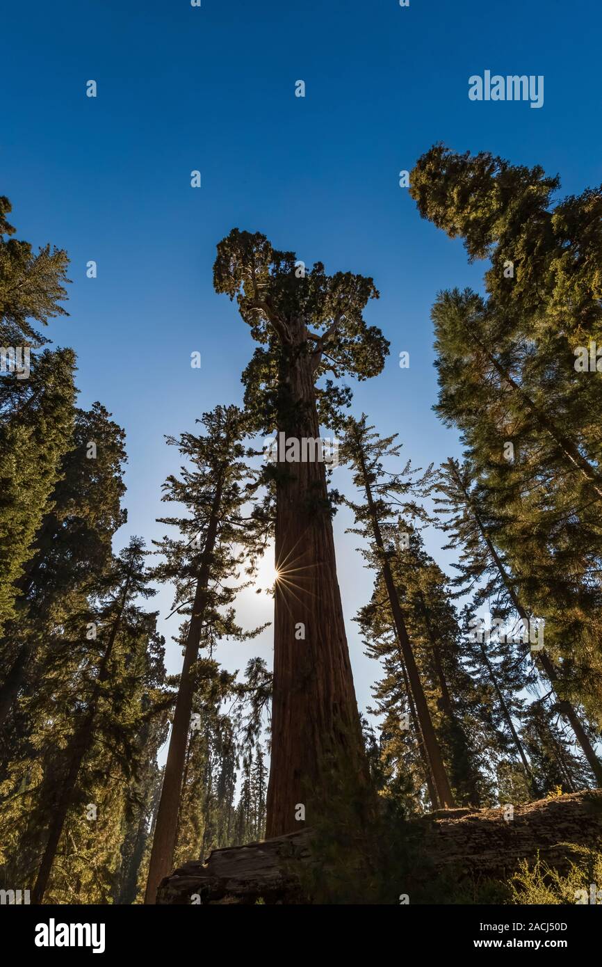 Giant Sequoia, Sequoiadendron giganteum, grove in Kings Canyon National ...