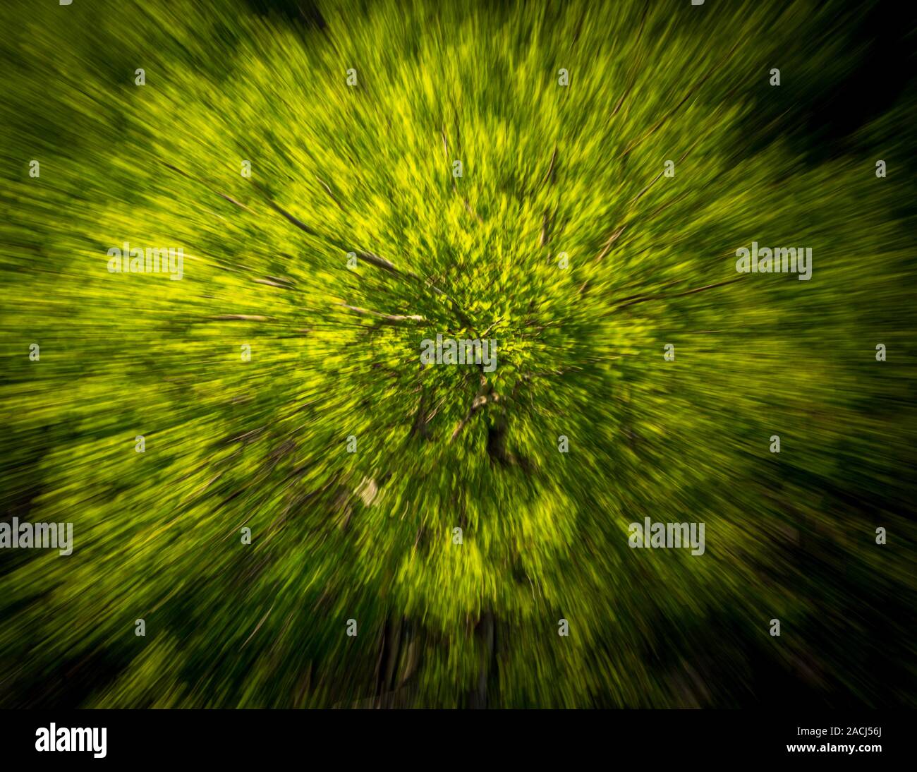Zoom burst of green trees foliage Stock Photo - Alamy