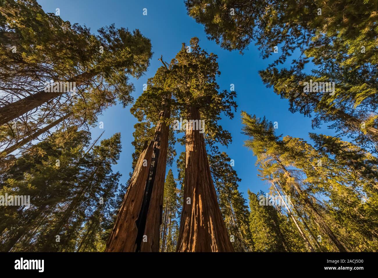 Giant Sequoia, Sequoiadendron giganteum, grove in Kings Canyon National ...