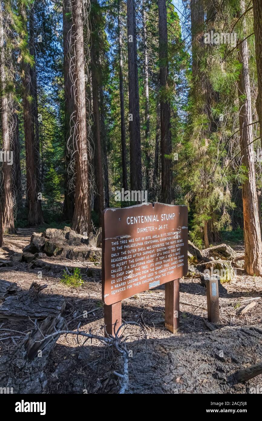 Centennial Stump of Giant Sequoia, Sequoiadendron giganteum, cut for ...